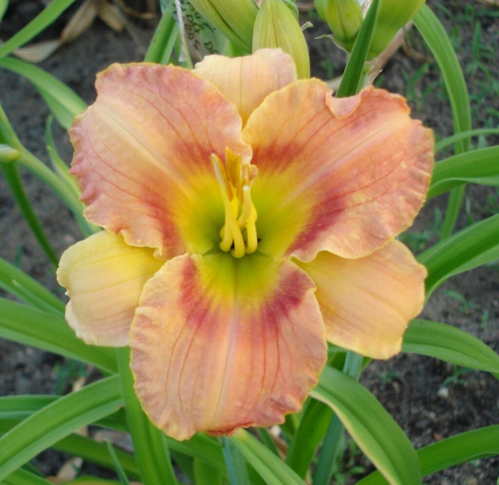 My Second Flower