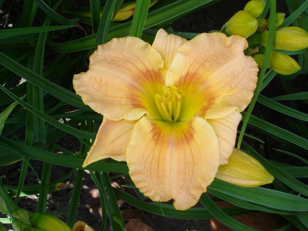 My Second Flower